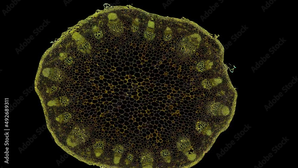 zoom in cross section cut slice of plant stem under the microscope ...