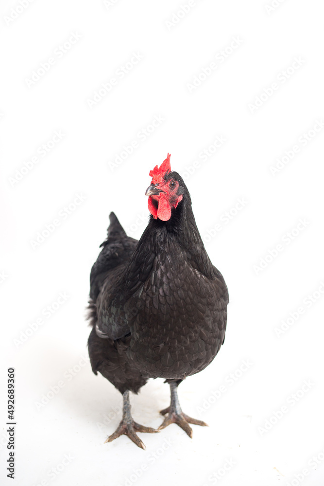 Black Australorp Chicken Isolated on White Background Stock Photo ...