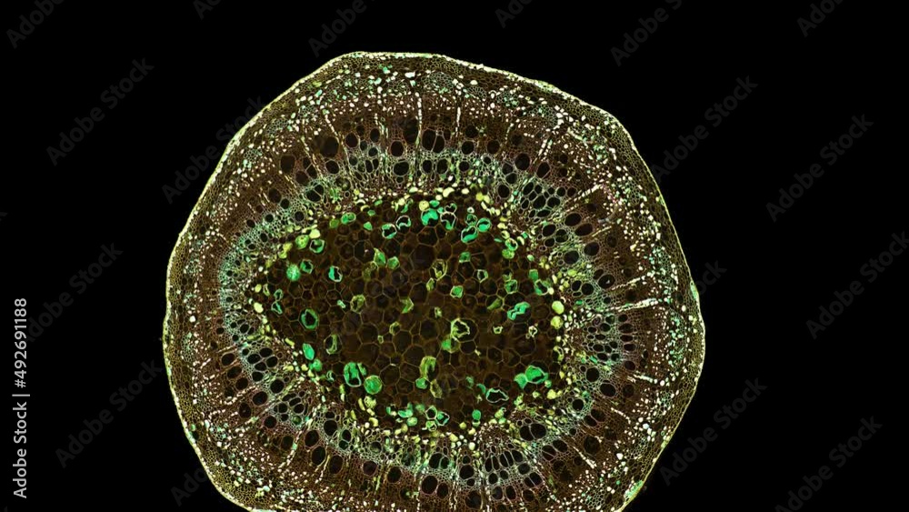 zoom in cross section cut slice of plant stem under the microscope ...