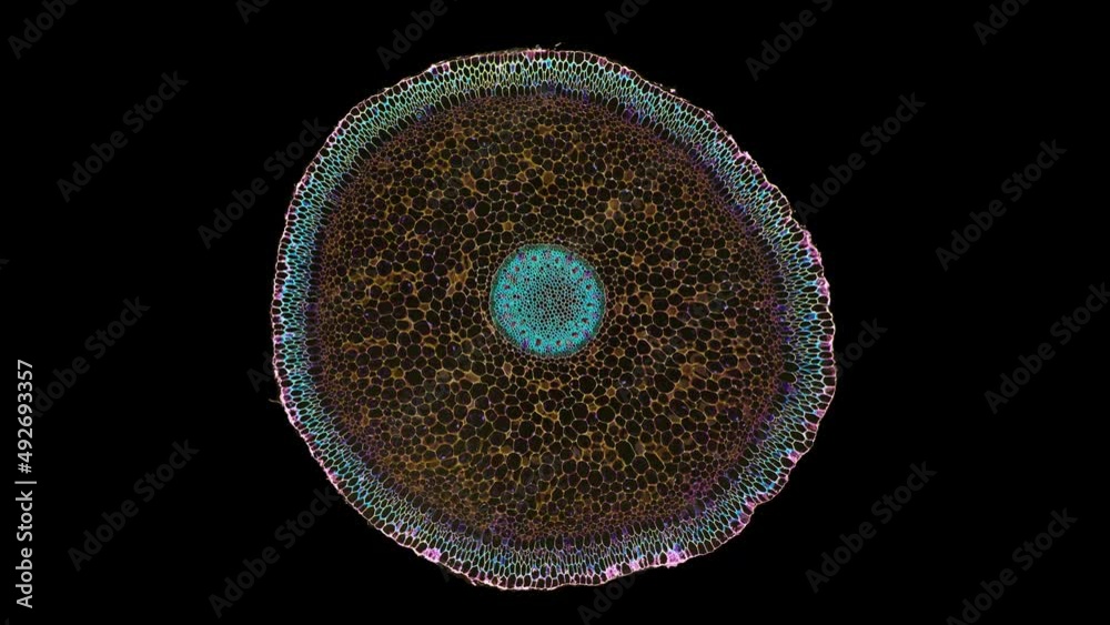 zoom in cross section cut slice of plant stem under the microscope ...
