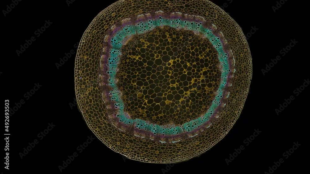 zoom in cross section cut slice of plant stem under the microscope ...