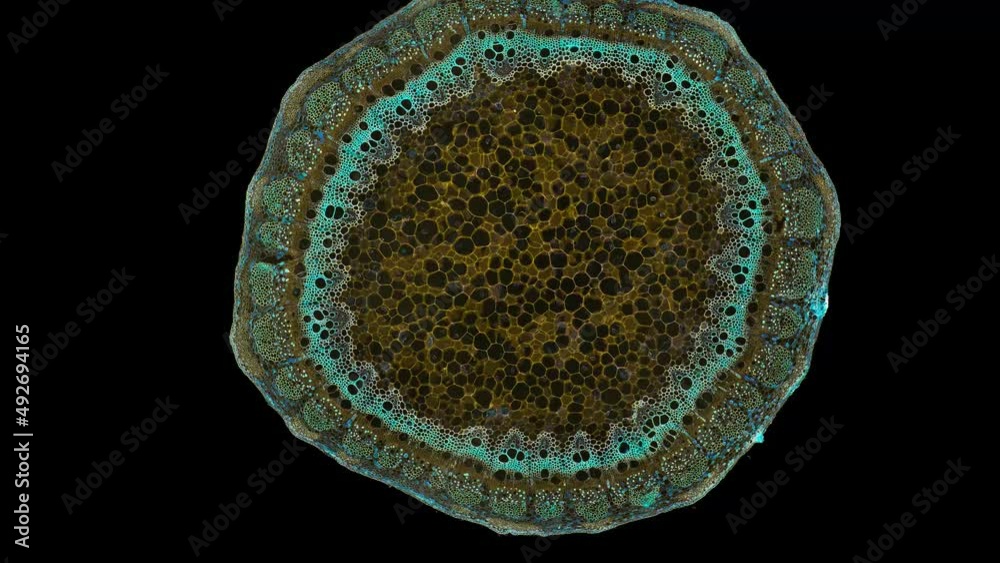 zoom in cross section cut slice of plant stem under the microscope ...