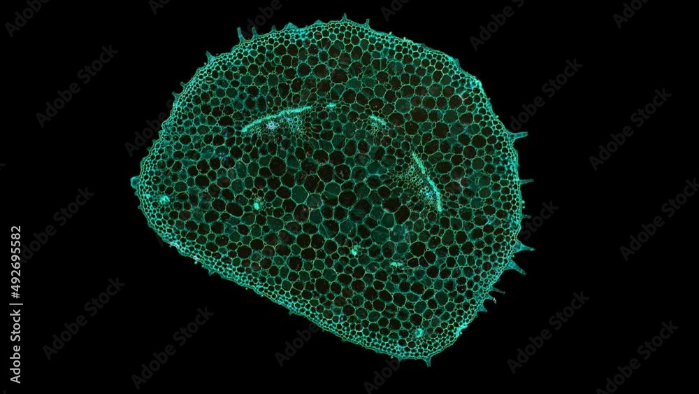 zoom in cross section cut slice of plant stem under the microscope ...