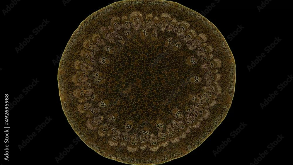 Stockvideon zoom in cross section cut slice of plant stem under the ...