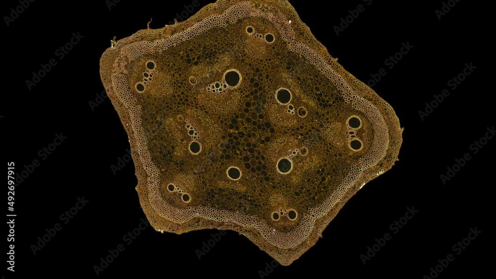 zoom in cross section cut slice of plant stem under the microscope ...
