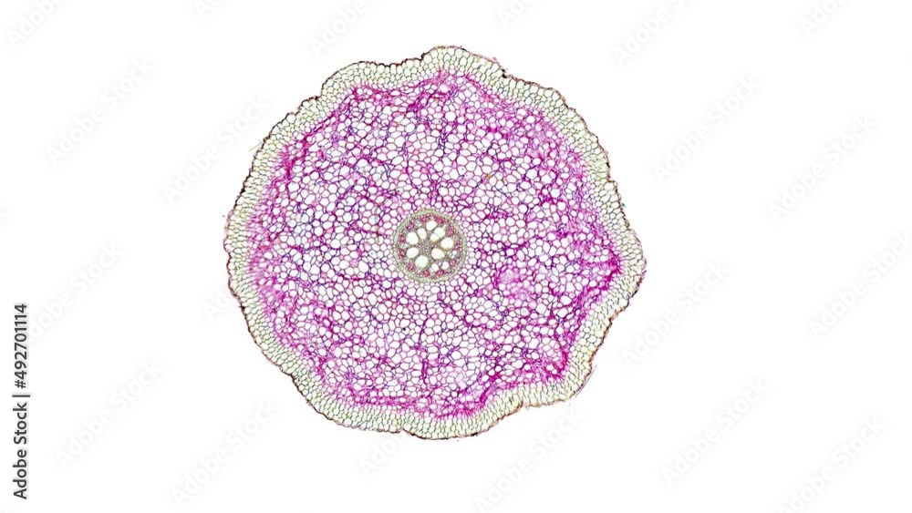 zoom in cross section cut slice of plant stem under the microscope ...