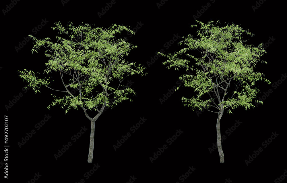 Isometric tree plant 3d rendering Stock Photo | Adobe Stock