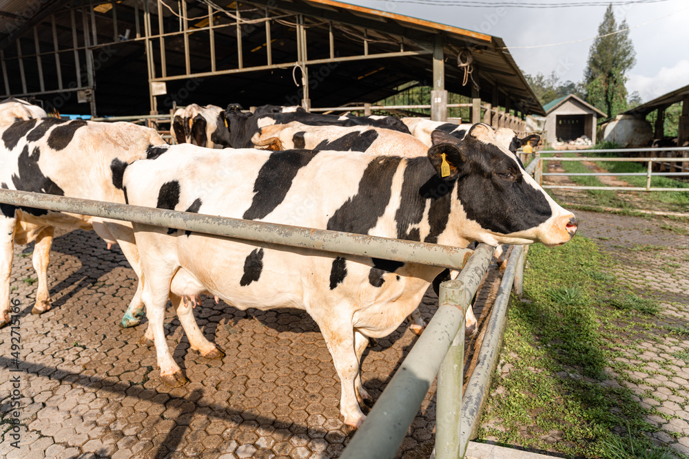 dairy cows are in the process of taking milk. agriculture industry ...