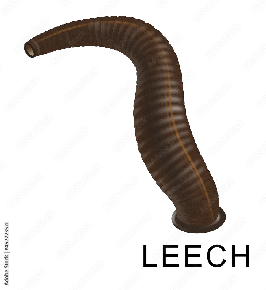 Leeches are segmented parasitic or predatory worms that comprise the ...
