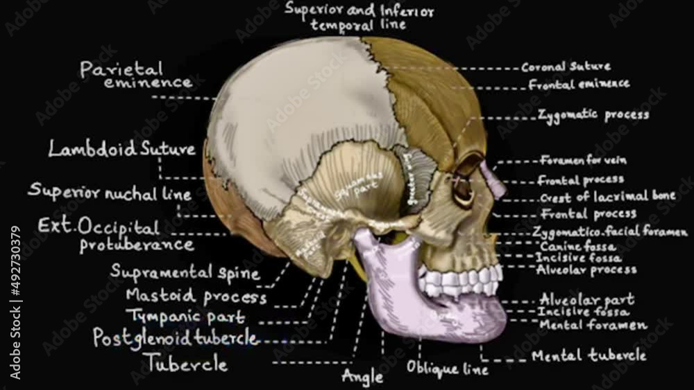 Anatomy of the human skull, animation, medical, science education ...