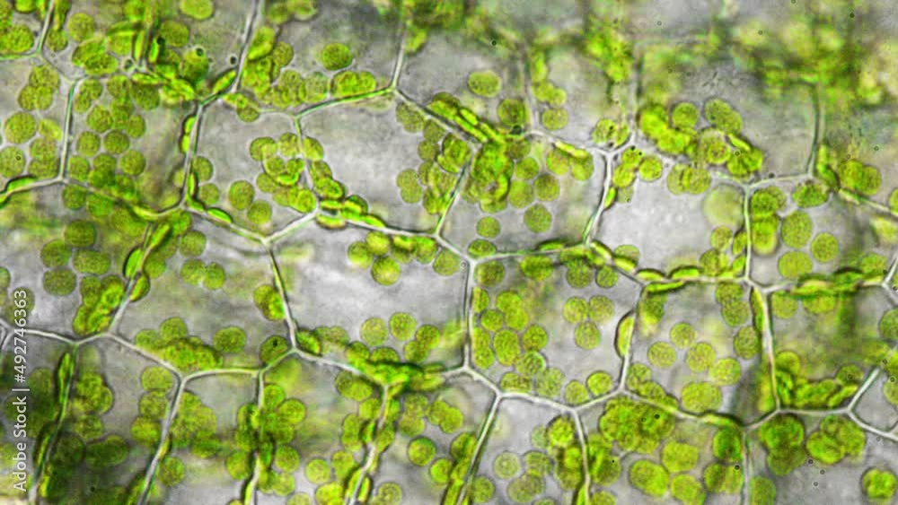 Plant cell life under microscope. High resolution timelapse with 1000x ...