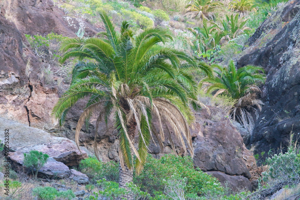 Palmera canaria (Phoenix canariensis) en el barranco de Mogán, Gran ...