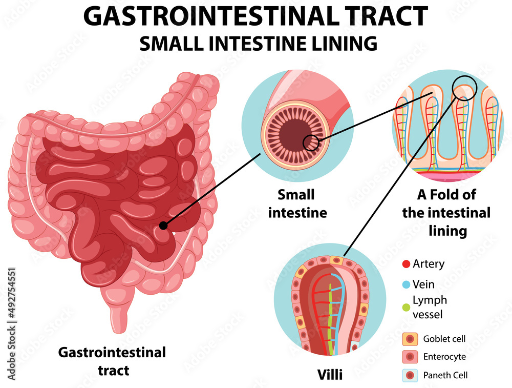Diagram showing gastrointestinal tract small intestine lining Stock ...