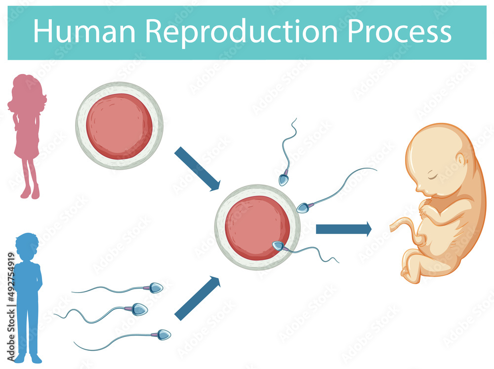 Human Reproduction process infographic Stock Vector | Adobe Stock
