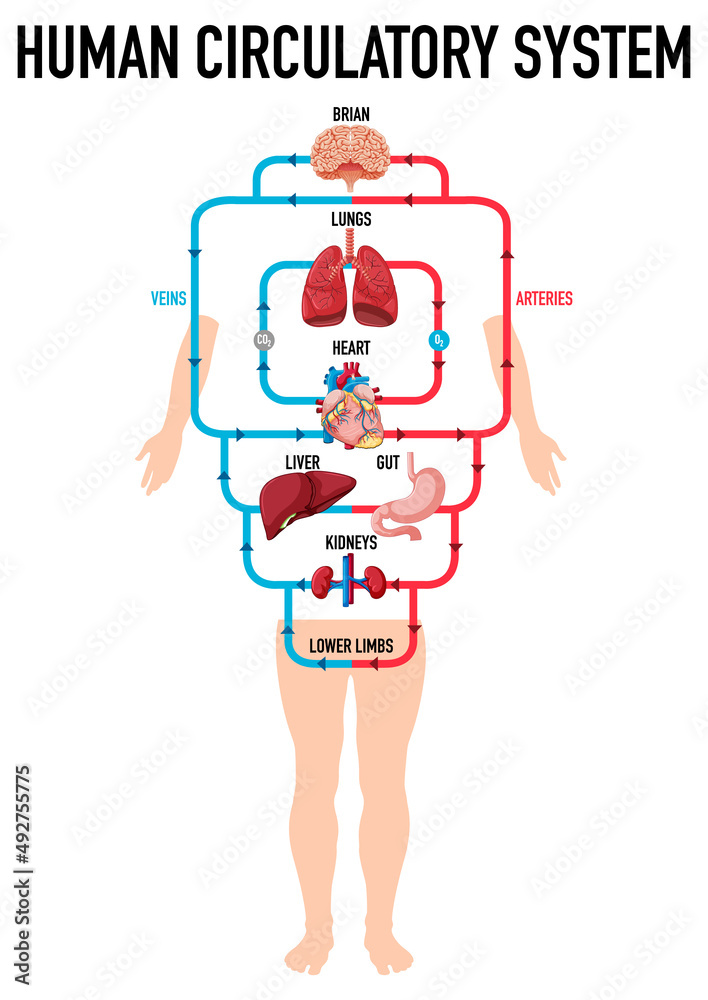 Diagram showing human circulatory system Stock Vector | Adobe Stock