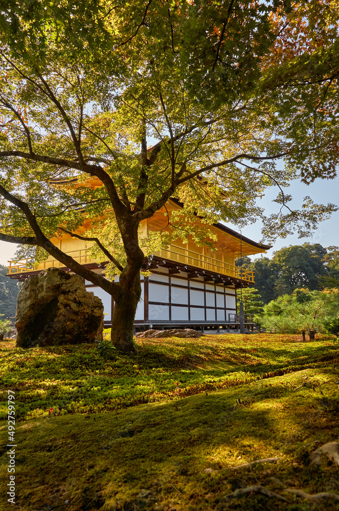 Maple tree in the park covered with moss (dobashi) in Rokuon-ji ...