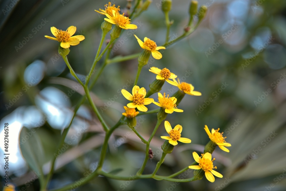 Jaskier ostry, zasiedla pospolicie łąki, polany w całej Polsce. Kwitnie ...