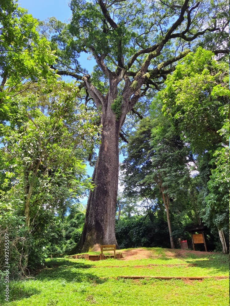 The big pink jequitibá tree, known as patriarch is 40 meters high, has ...