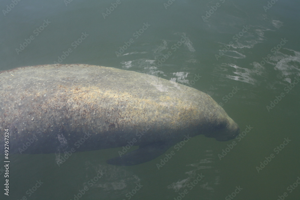 Manatee in the water of the Florida Keys - Manatee-Kuh im Wasser vor ...