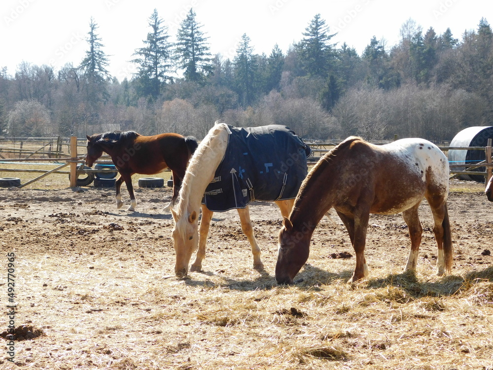 horse Equus ferus caballus domesticated, odd-toed, hoofed mammal. It ...