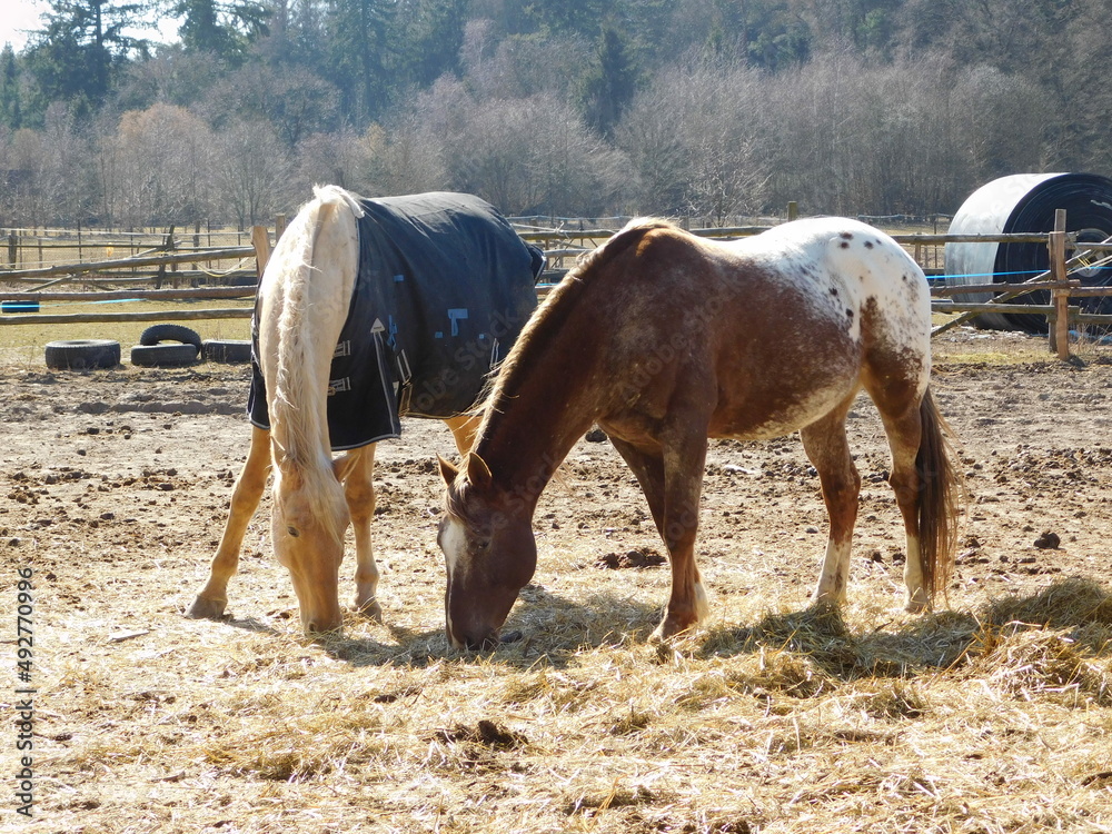 horse Equus ferus caballus domesticated, odd-toed, hoofed mammal. It ...