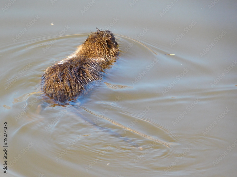 nutria Myocastor coypus also known as the coypu arge, herbivorous ...