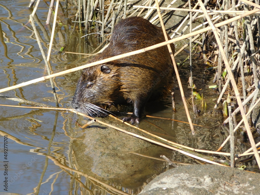 nutria (Myocastor coypus), also known as the coypu arge, herbivorous ...