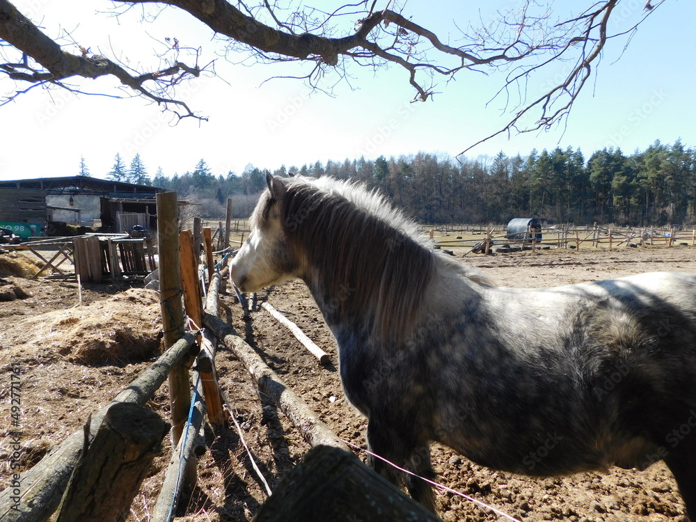 horse Equus ferus caballus domesticated, odd-toed, hoofed mammal. It ...