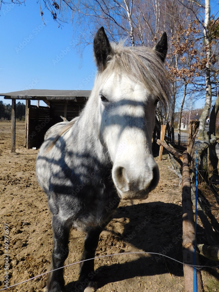horse Equus ferus caballus domesticated, odd-toed, hoofed mammal. It ...