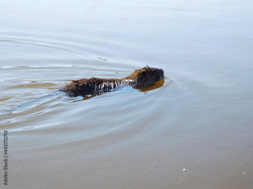 nutria (Myocastor coypus), also known as the coypu arge, herbivorous ...