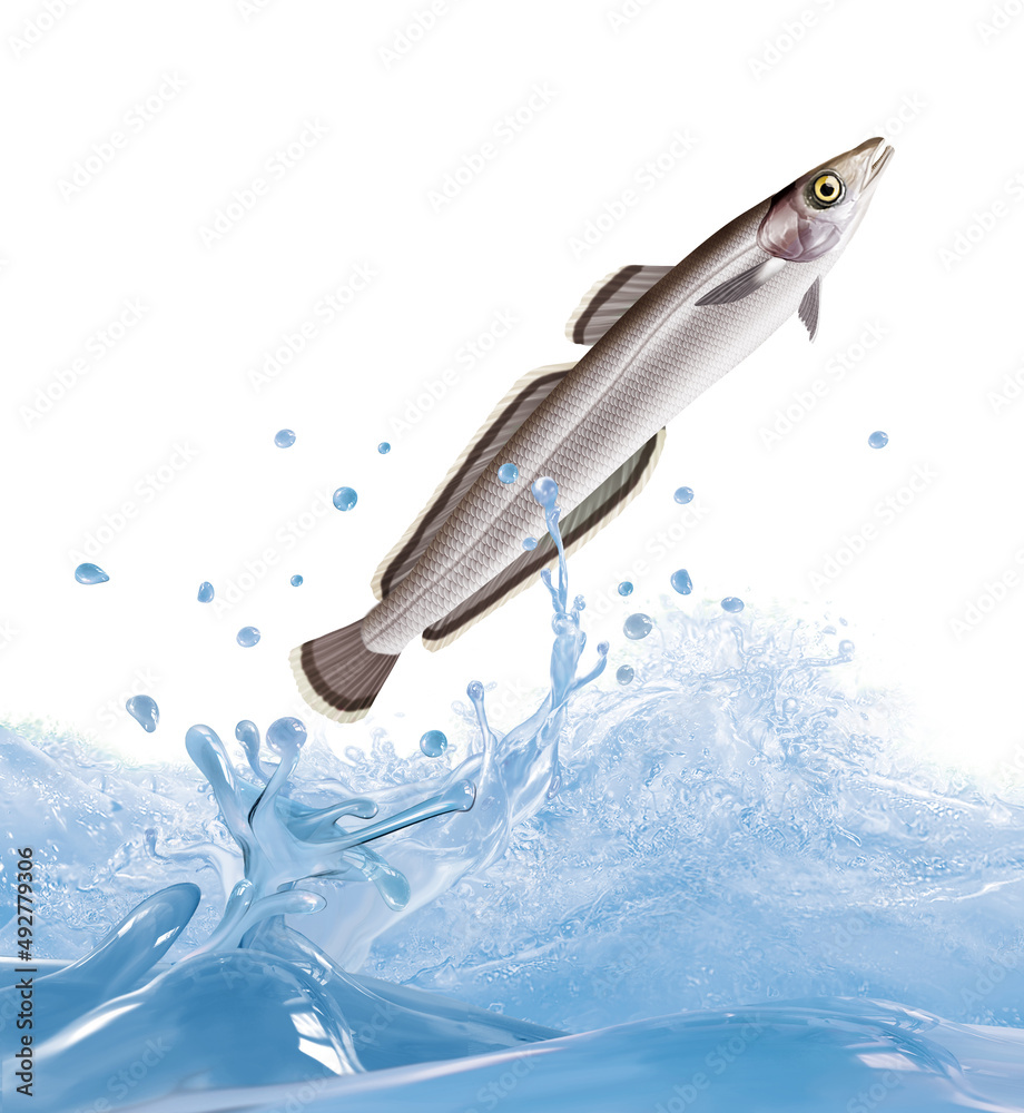 poisson ,lingue , animal, isolé, bulle, congelé, sauter, frais, glacé ...