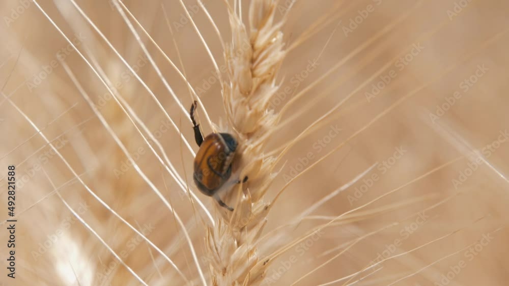 cereal crops field field. Agriculture. Harmful beetles spoil the wheat ...