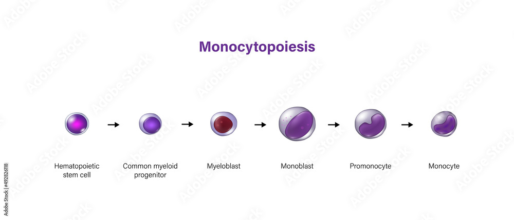 Poster Monocytopoiesis. The development of monocyte. – Wall Art | UkPosters
