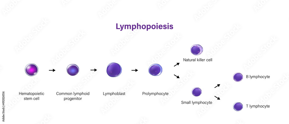 Lymphopoiesis. The development of lymphocyte. Stock Vector | Adobe Stock