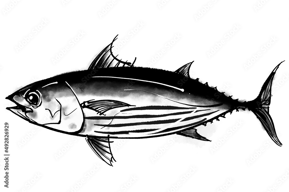 鰹（カツオ）の手書きイラスト（筆書き墨絵風） Stock イラスト | Adobe Stock
