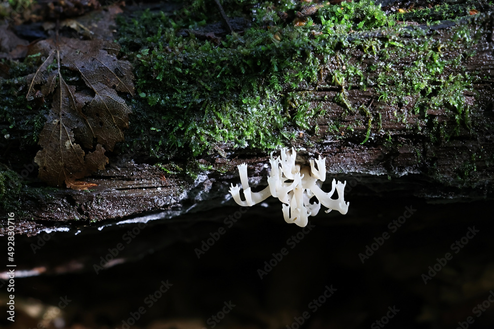 Crown coral, also known as crown-tipped coral fungus or candelabra ...