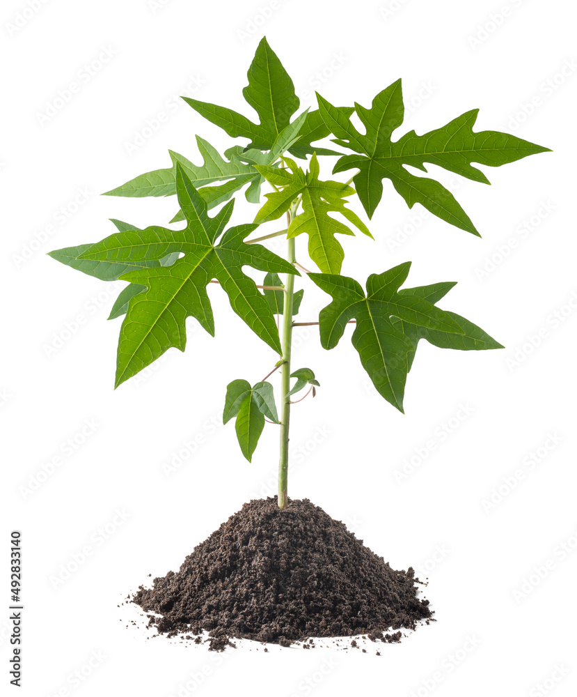 young papaya or papaw plant with soil, carica papaya also known as ...