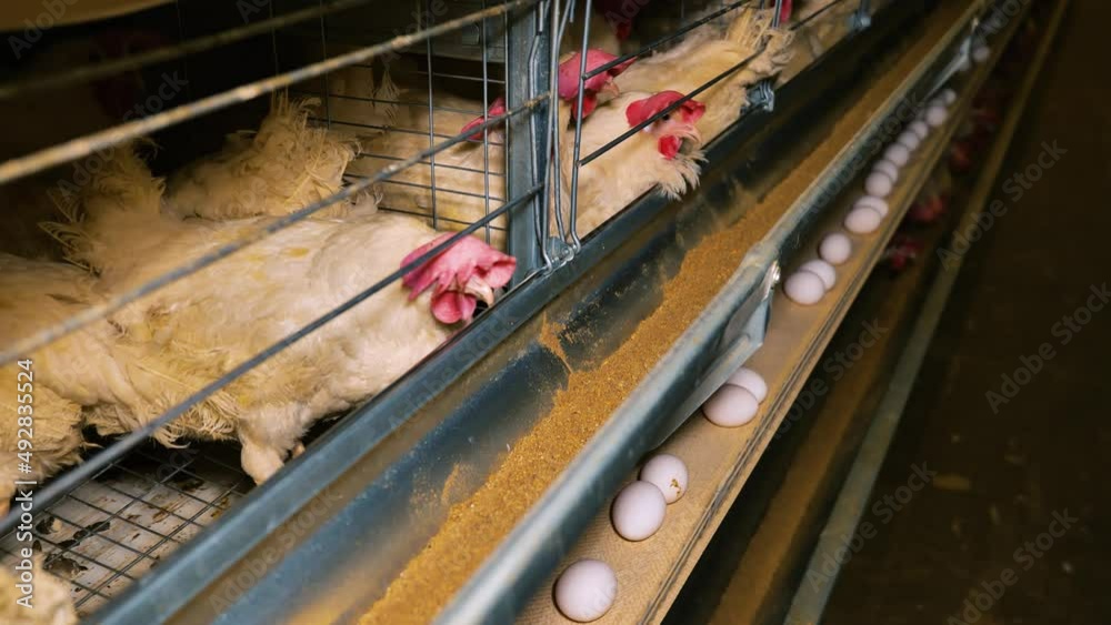 Laying hens in poultry farm cages lay large white eggs. Stock Video ...