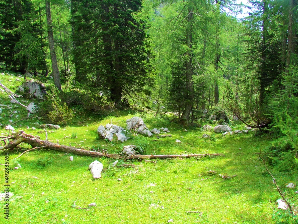 Foto de Small clearing covered with grass and rocks in a spruce (Picea ...