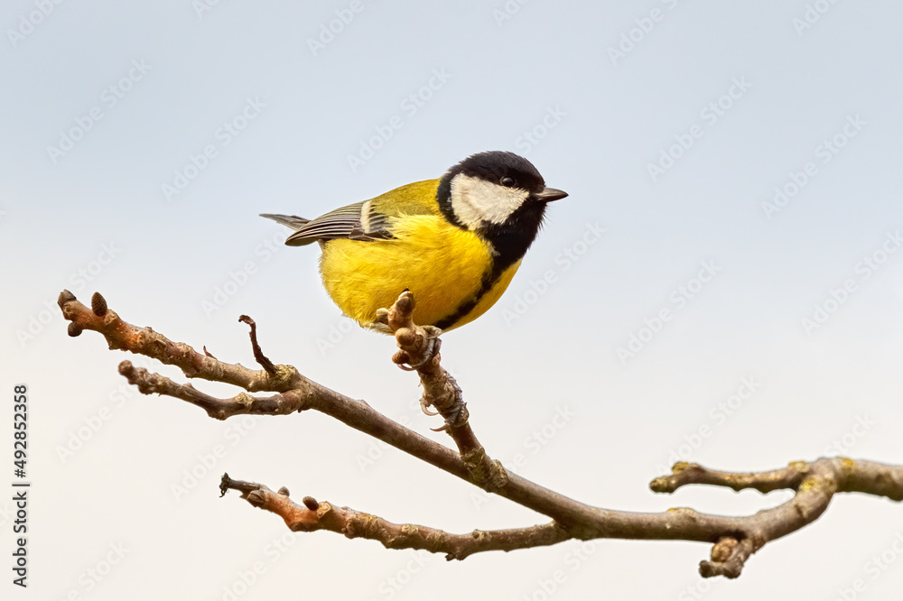 Great Tit Bird Sitting On A Branch Blurred Light Background Copy Great Tit Bird Sitting On A Branch Blurred Light Background Copy