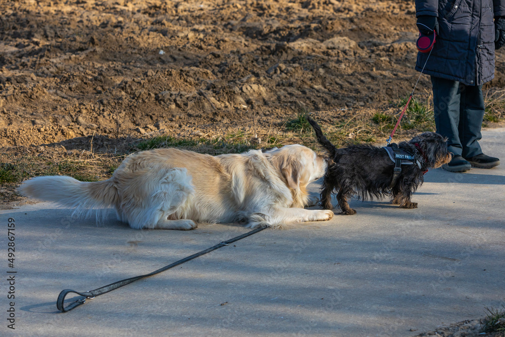 golden retriever lying on the ground sniffing a teckel Stock Photo ...