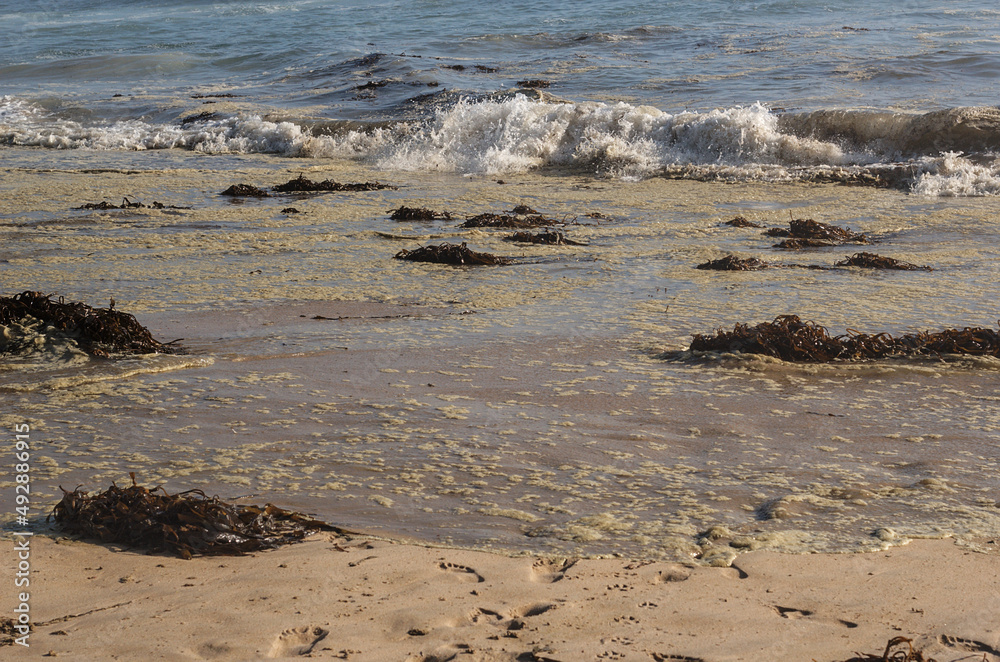 alga, huiro o cochayuyo en la orilla de la playa, agua sucia con algas ...