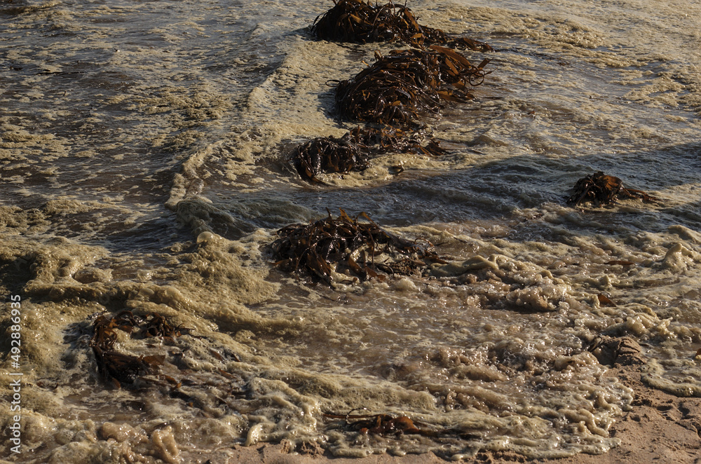 alga, huiro o cochayuyo en la orilla de la playa, agua sucia con algas ...