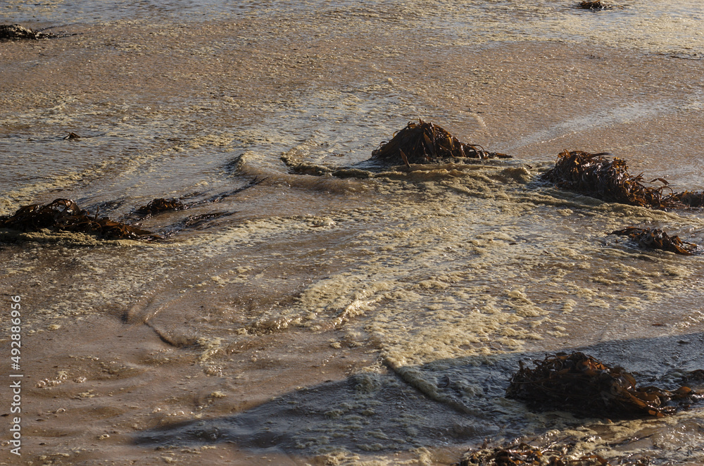 Foto de alga, huiro o cochayuyo en la orilla de la playa, agua sucia ...