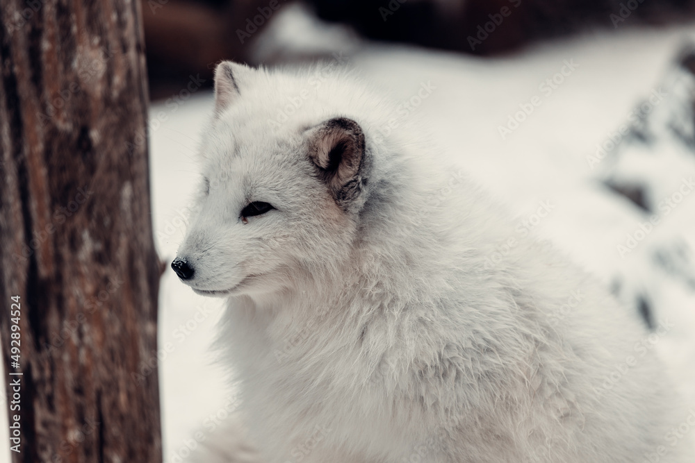 Arctic fox in Lapland, Finland. Stock Photo | Adobe Stock
