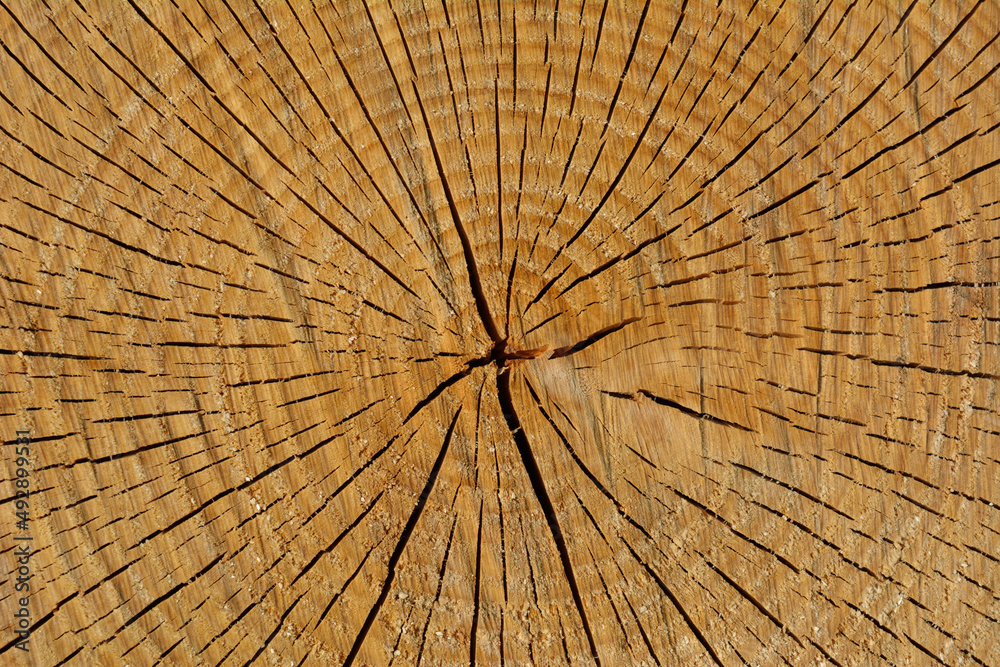tree rings texture high resolution Stock Photo | Adobe Stock