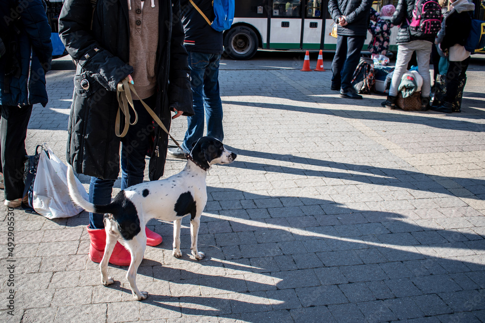 Ukrainian migrants with a dog from the affected areas of Ukraine ...