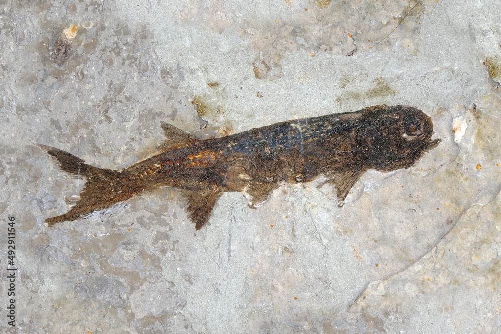 Fossil : Lycoptera Fish fossil from Liaoxi China, its lived from the ...