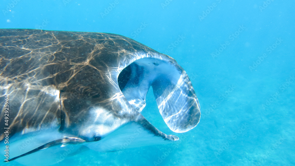 Giant manta ray eating plankton in water of Indian ocean near to coast ...