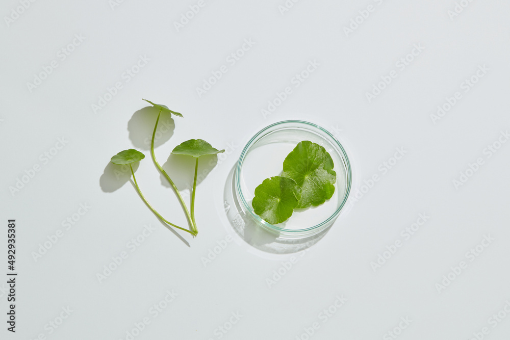 Gotu kula decorated in petri dish and transparent podium with blank ...